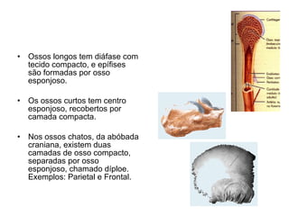 histologia e ortopedia | PPT