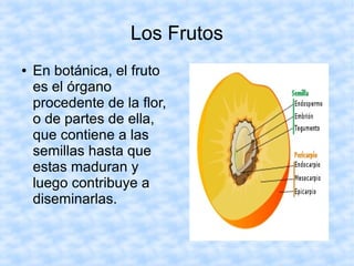 Parte de una planta | ODP