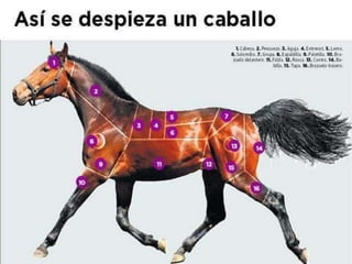 Parte de un caballo | PPTX