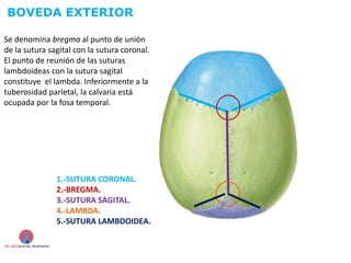 ANATOMIA DE CORTE - CRANEO EN GENERAL | PDF