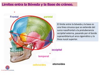 ANATOMIA DE CORTE - CRANEO EN GENERAL | PDF