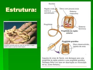 Parte II Reino Animal - vermes | PPTX