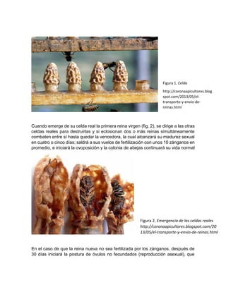 Partenogenesis en las abejas | PDF