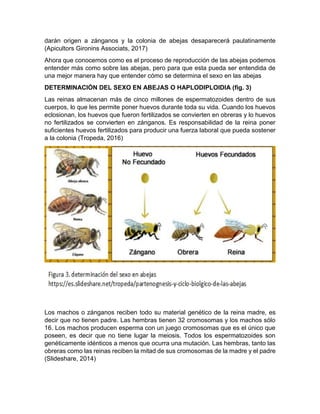 Partenogenesis en las abejas | PDF