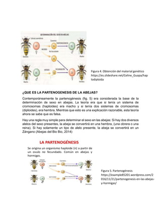 Partenogenesis en las abejas | PDF