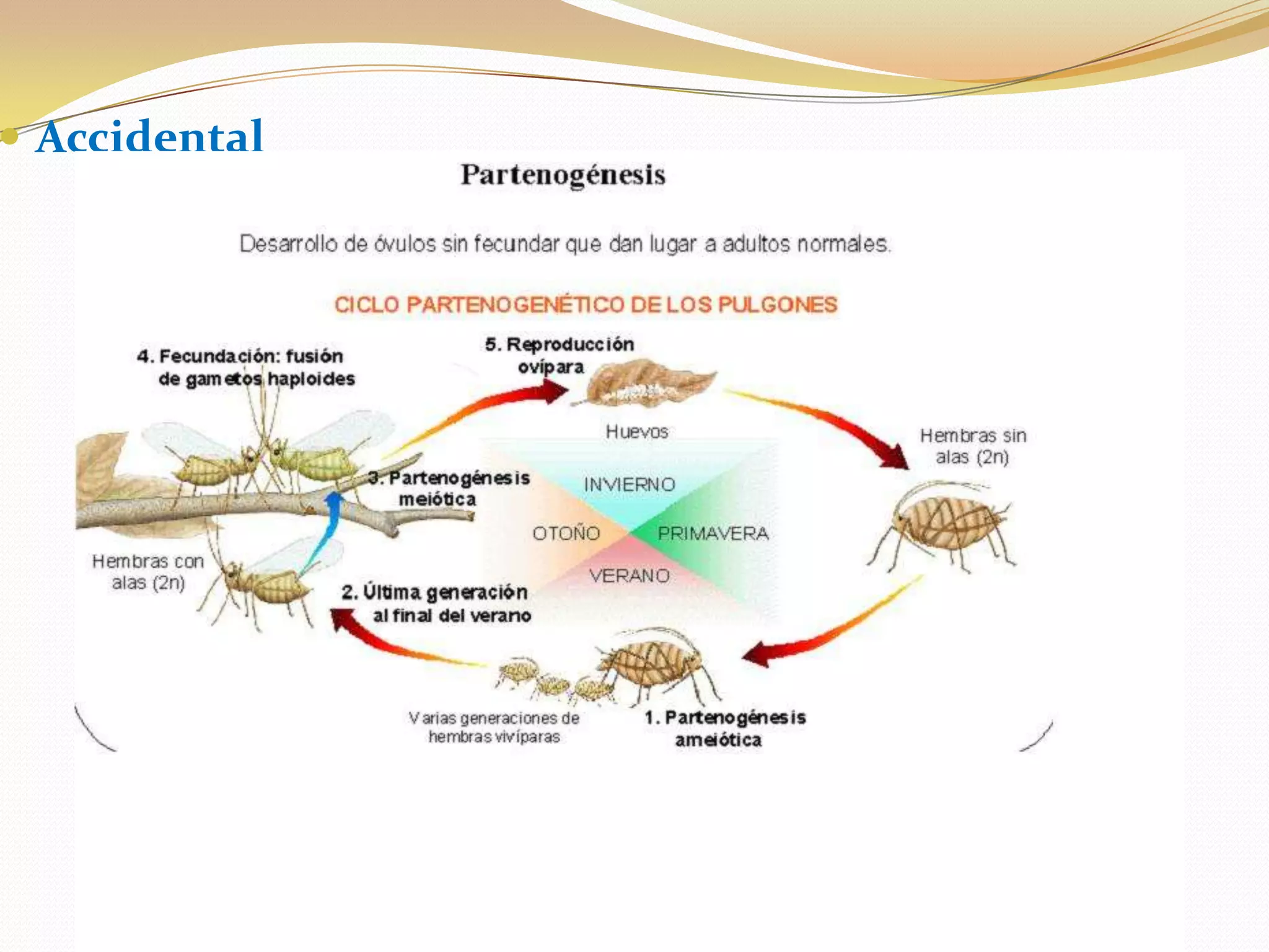 Partenogénesis | PPT | Descarga Gratuita