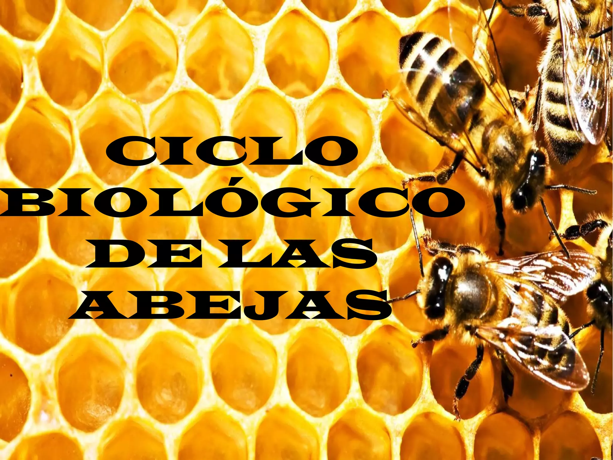 Partenogénesis y ciclo biológico de las abejas. | PPT