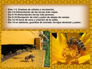 Partenogénesis y ciclo biológico de las abejas. | ODP