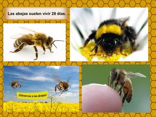 Partenogénesis y ciclo biológico de las abejas. | ODP