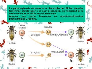 Partenogénesis Y Ciclo Biológico De Las Abejas Odp