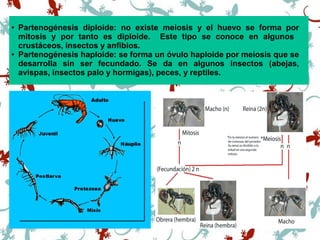 Partenogénesis y ciclo biológico de las abejas. | ODP