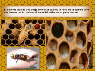 Partenogénesis y ciclo biológico de las abejas. | ODP