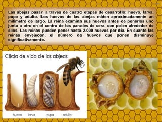 Partenogénesis y ciclo biológico de las abejas. | ODP