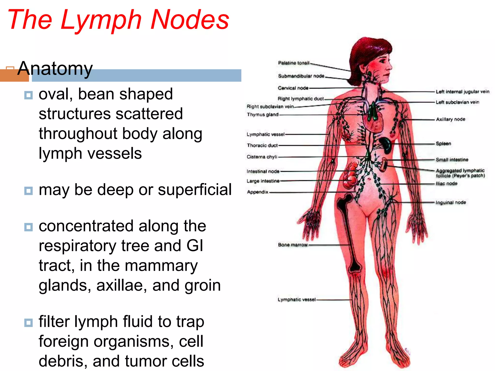 Pattern of inflammatory diseases in lymph node biopsy | PPTX | Ear, Nose and Throat Conditions ...