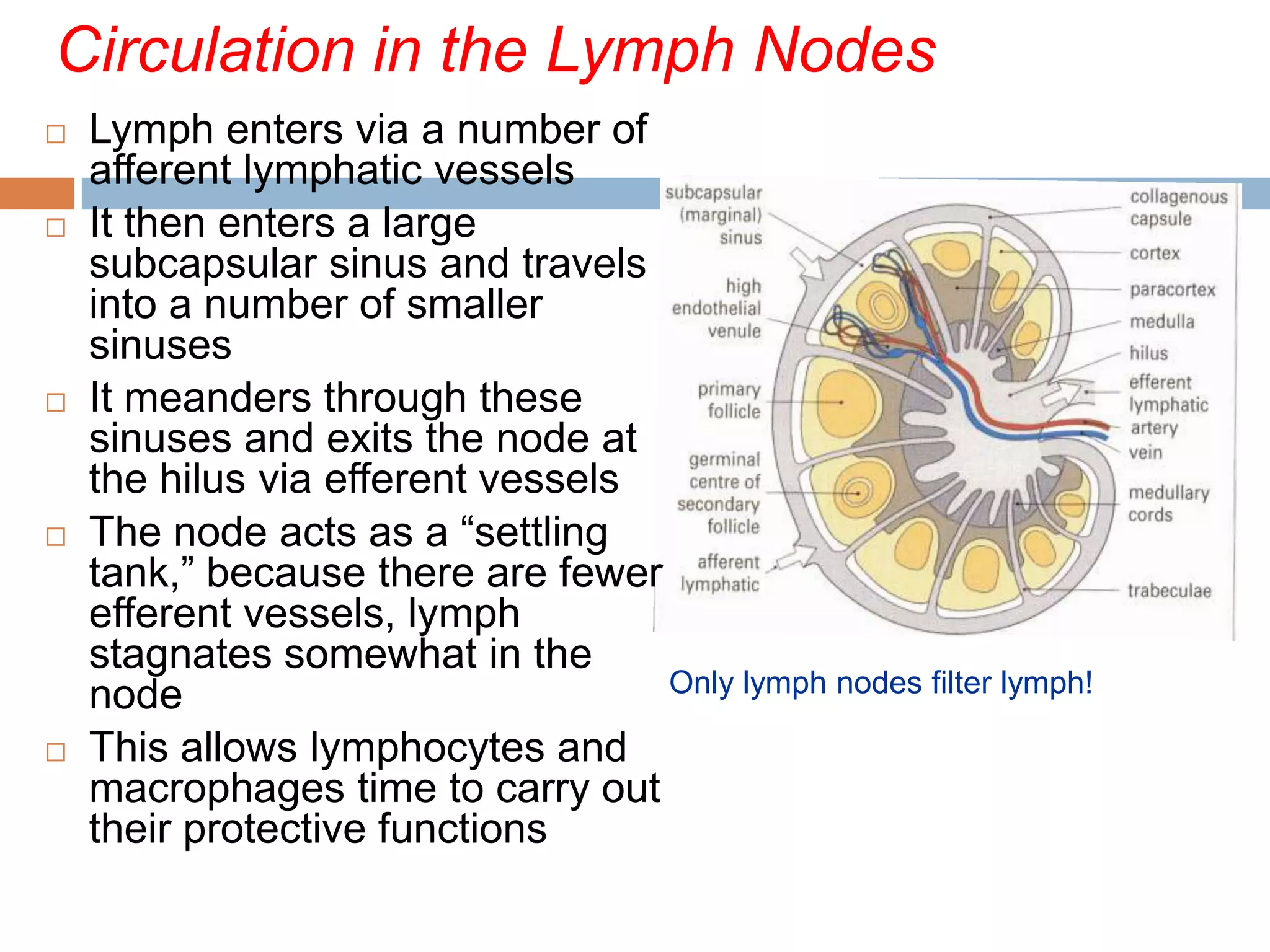 Pattern of inflammatory diseases in lymph node biopsy | PPTX | Ear ...