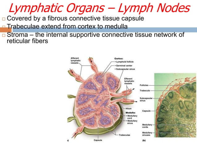 Pattern of inflammatory diseases in lymph node biopsy | PPTX | Ear ...
