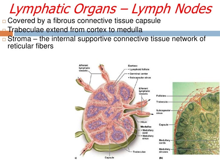 Pattern of inflammatory diseases in lymph node biopsy