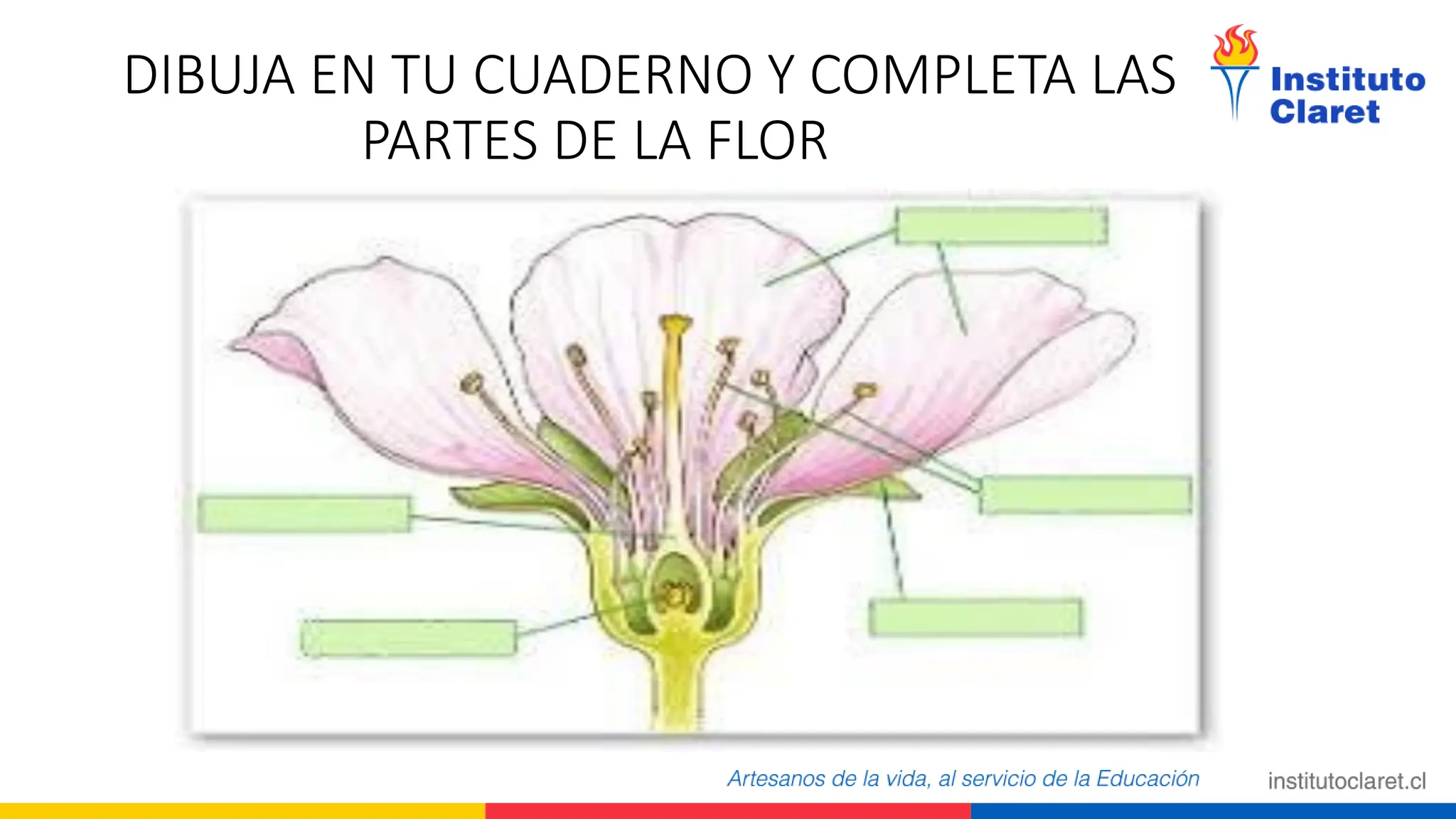 PARTES Y FUNCIONES DE-LA-FLOR EN BOTANICA | PPT