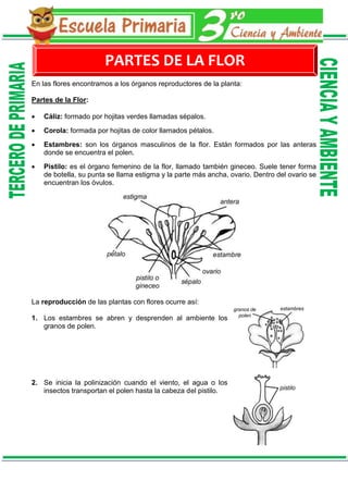 Partes-de-la-Flor-para-Tercero-de-Primaria.doc