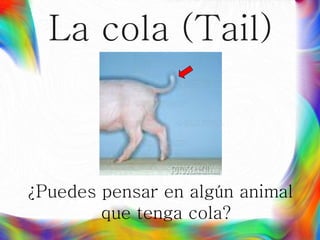 Partes Del Cuerpo Animal | PPS