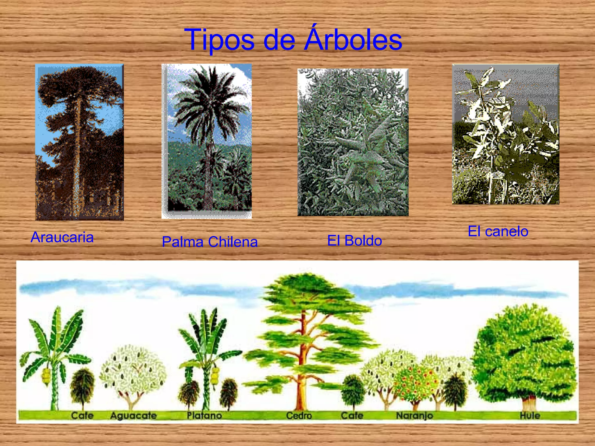 Partes Del áRbol | PPT