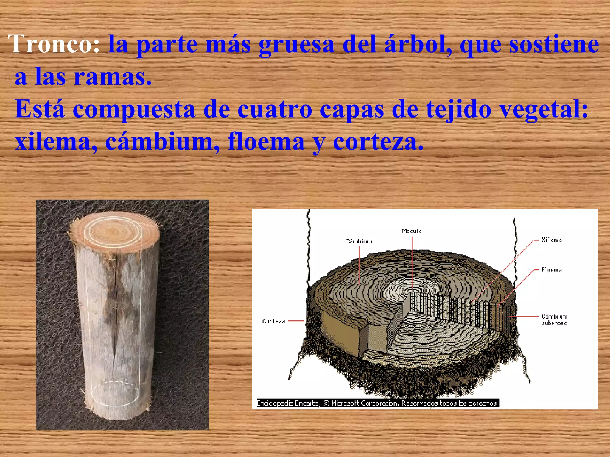 Partes Del áRbol | PPT
