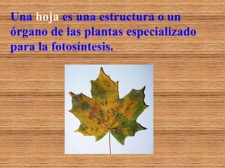 Partes Del áRbol | PPT