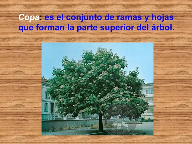 Partes Del áRbol | PPT