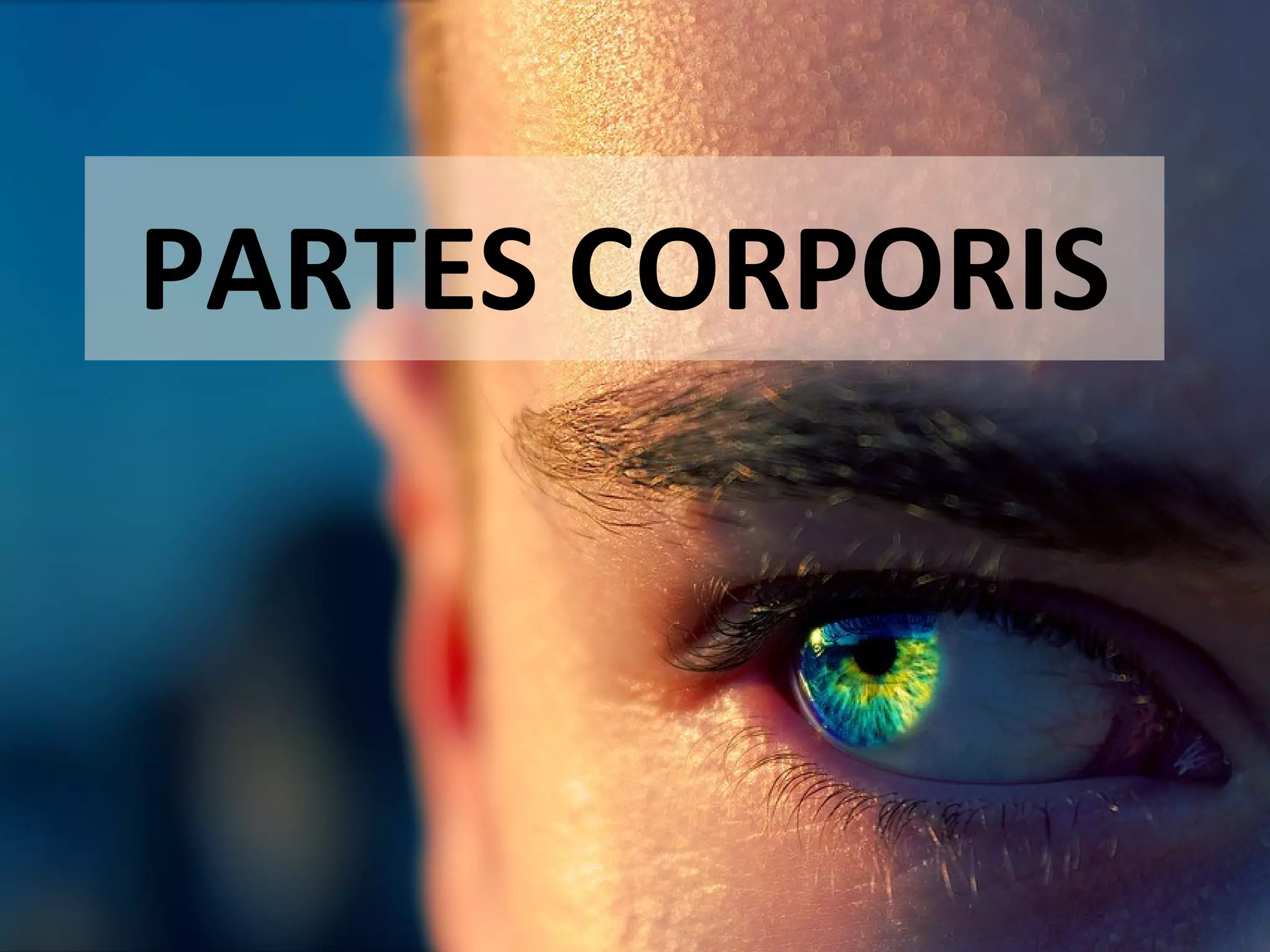 Partes corporis | PPT