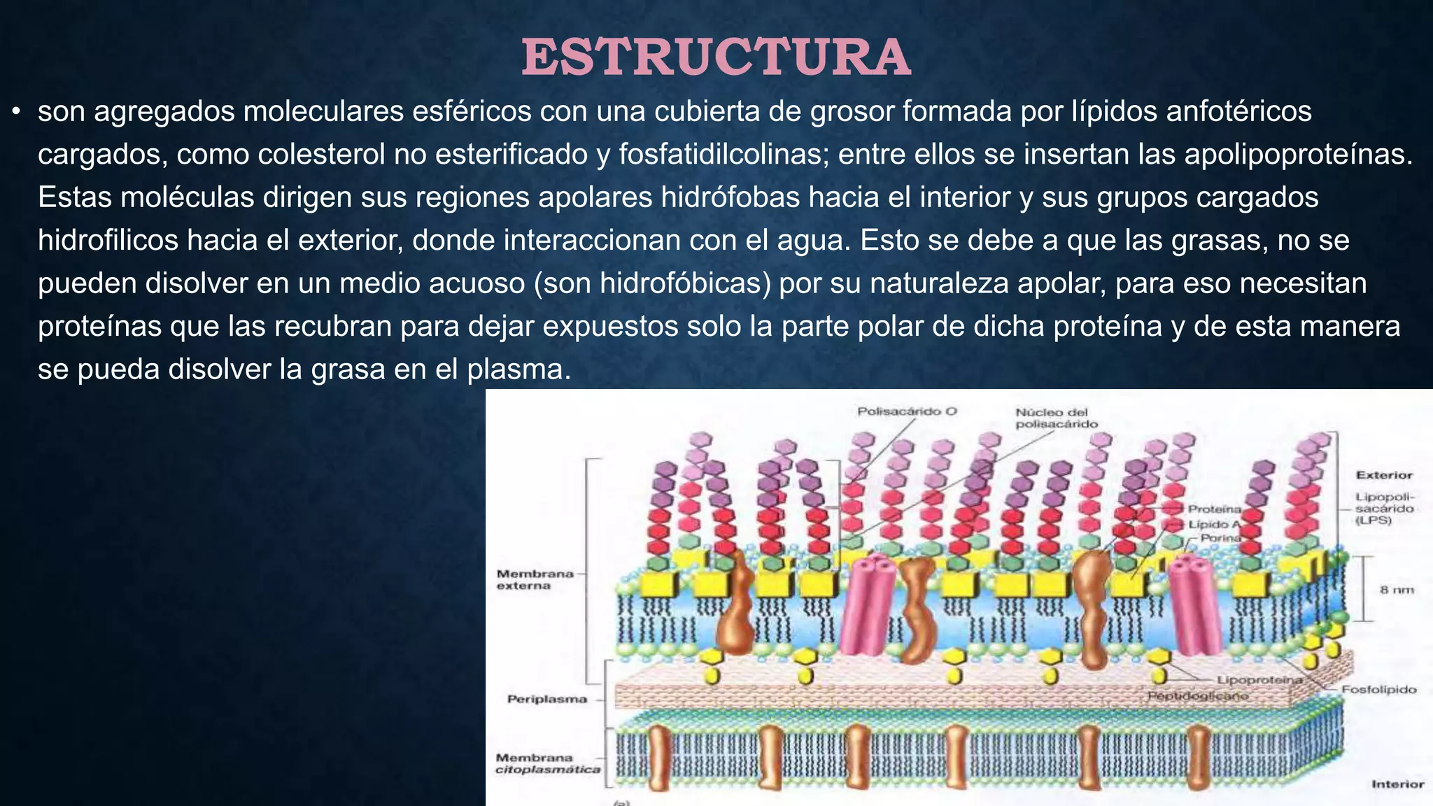 Partes de celula procariota (biologia) | PPTX | Genetics | Science