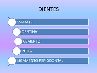 Partes de la boca | PPTX