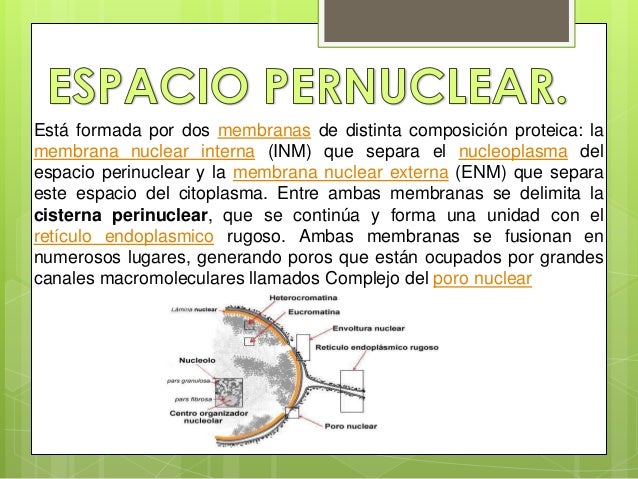 Partes de la celula