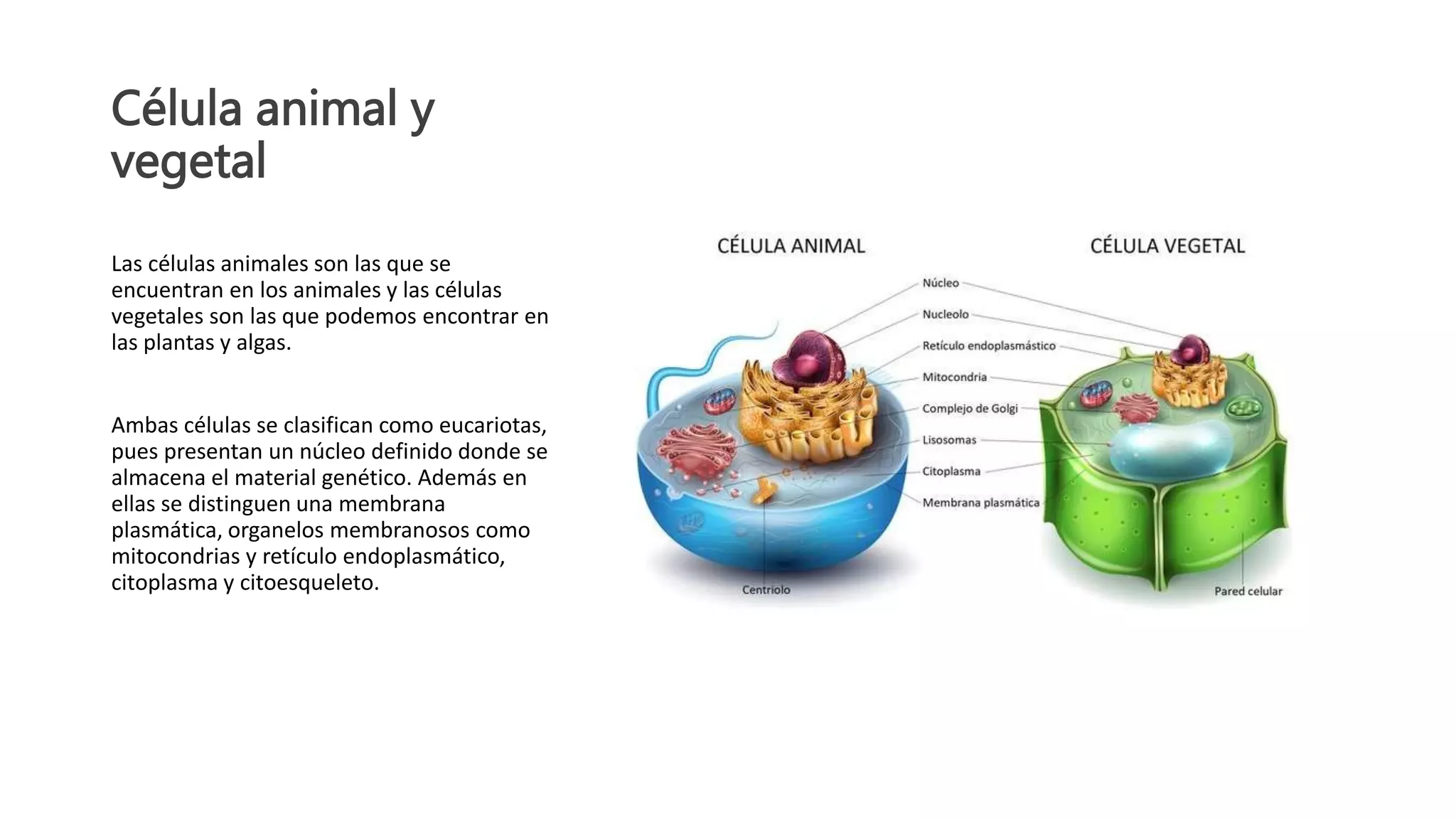 Células Animales Eucariotas
