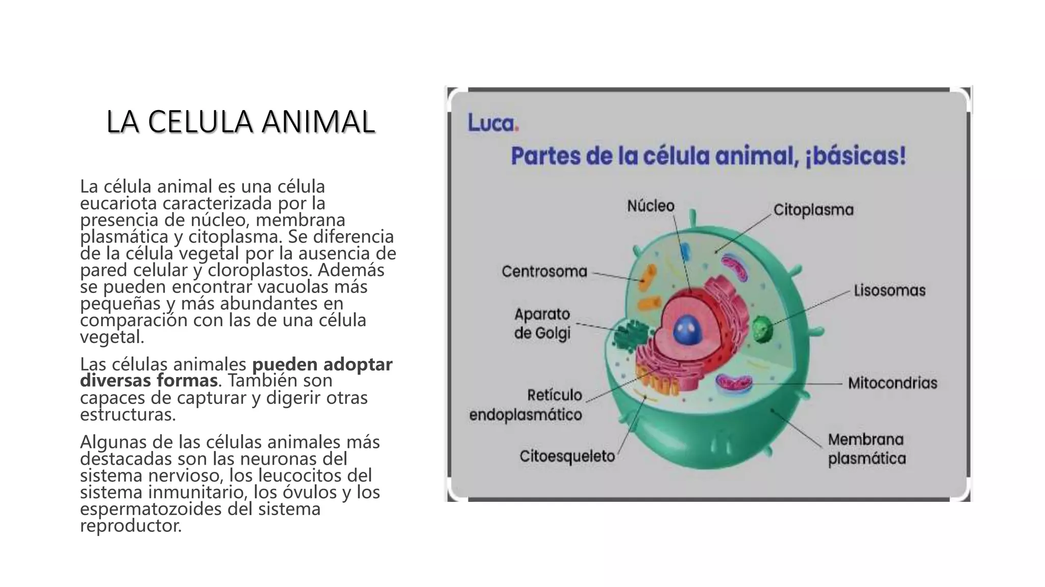 Citoplasma En Una Célula Animal