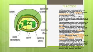 Partes de la celula eucariota vegetal | PPTX