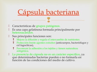 Partes de la celula procariota(bacteriana) | PPT