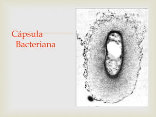 Partes de la celula procariota(bacteriana) | PPT