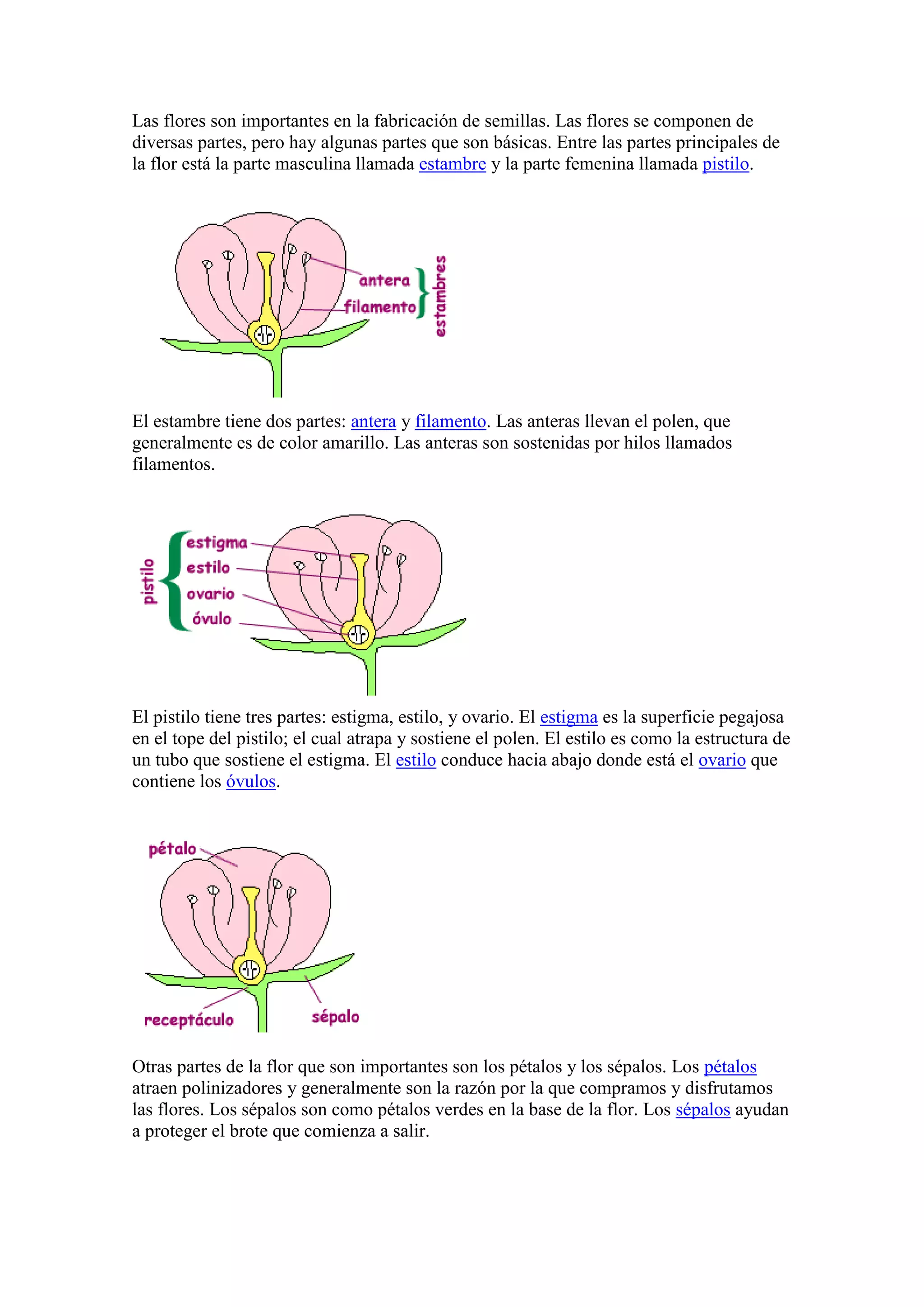 Partes de la flor | DOCX