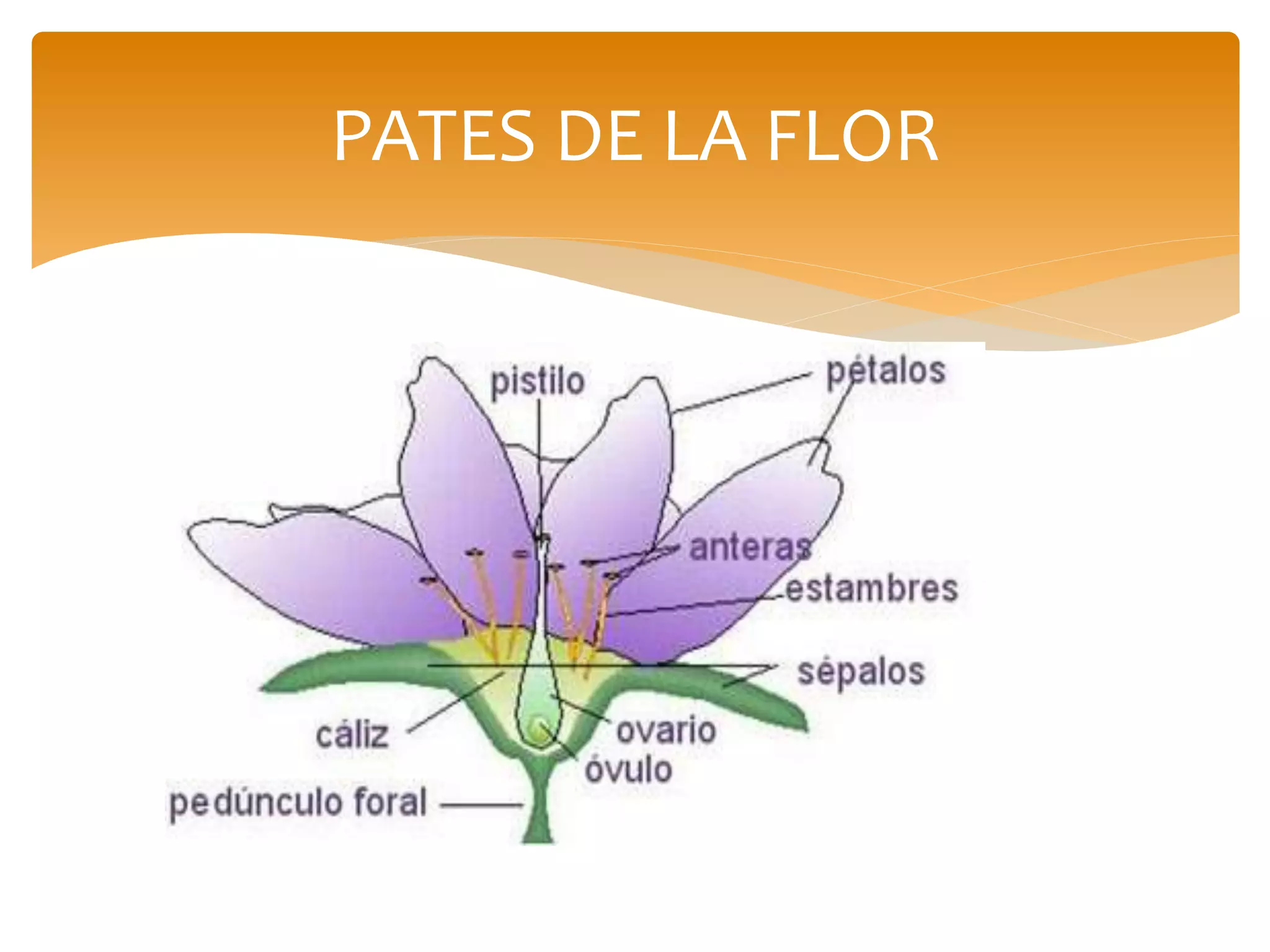 Partes de la flor | PPTX