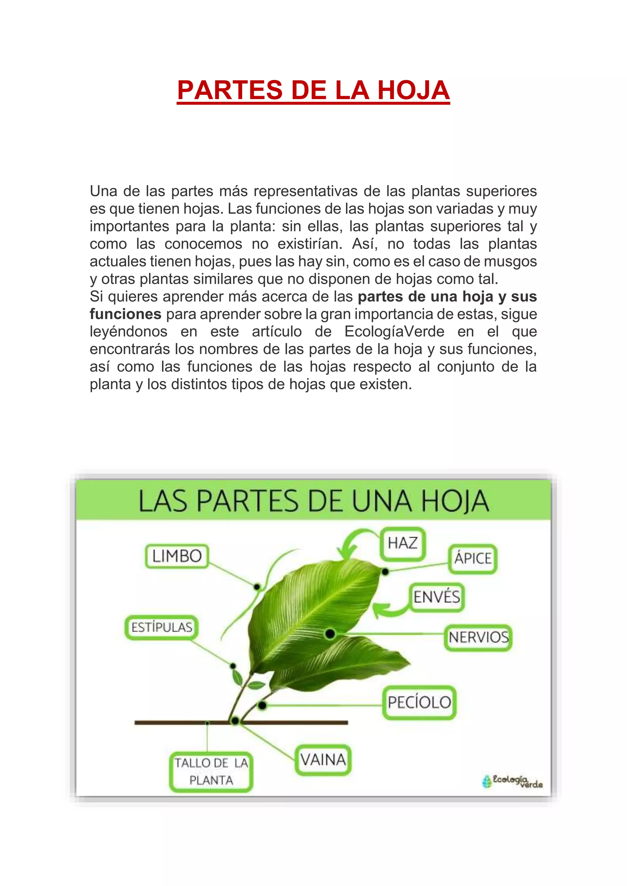 Partes De Una Hoja Descubre Las Partes De Una Hoja: Función Y