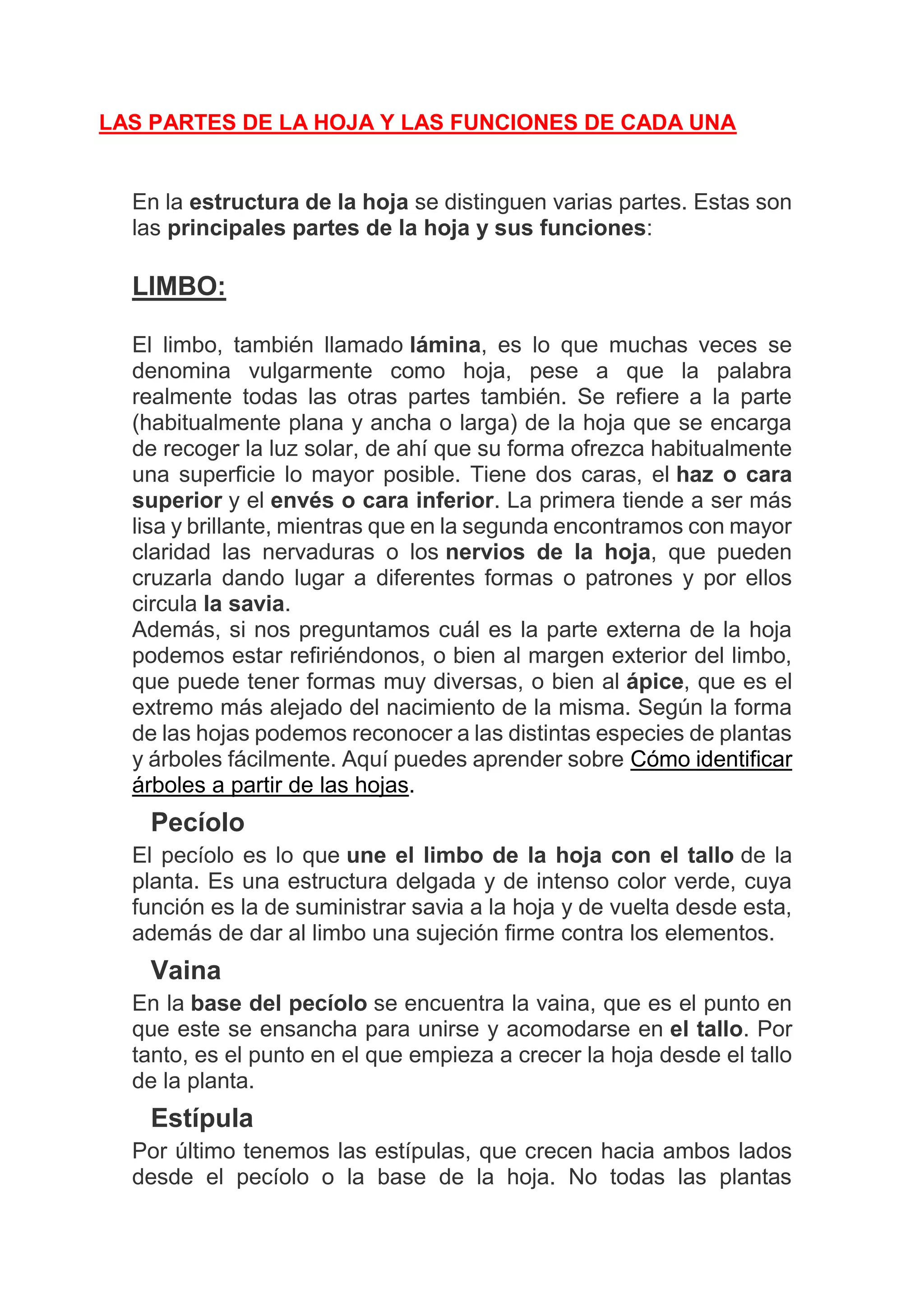 Partes De Una Hoja Descubre Las Partes De Una Hoja: Función Y