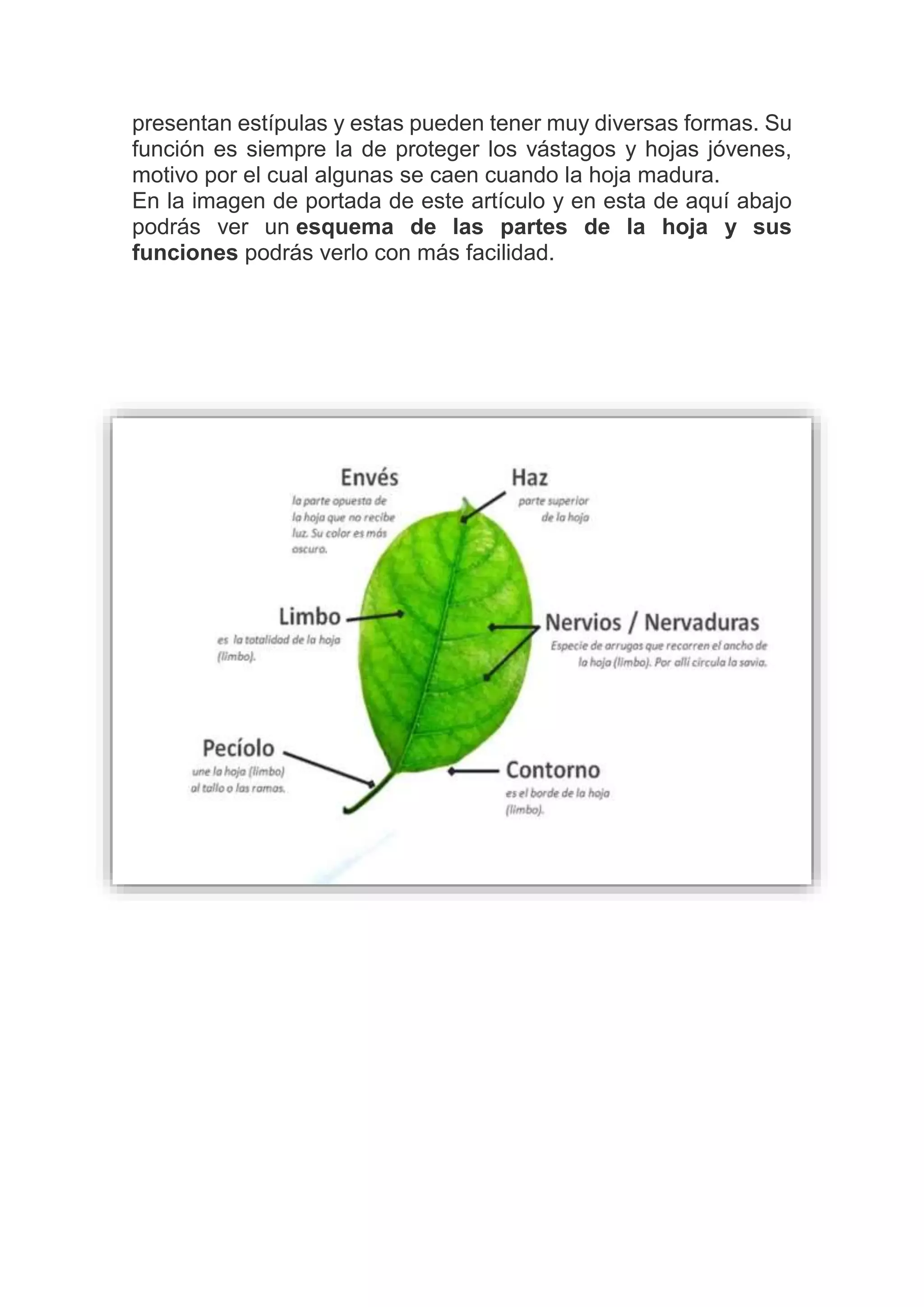 Partes De Una Hoja Descubre Las Partes De Una Hoja: Función Y