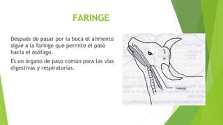 PARTES DEL APARATO DIGESTIVO DE LOS BOVINOS.pptx