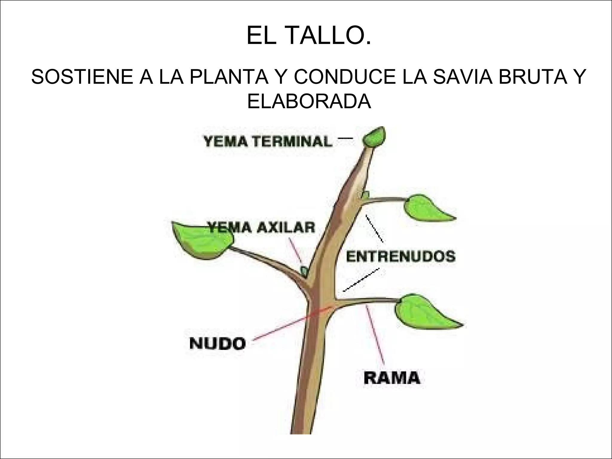 Partes de la planta | PPT