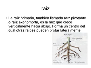 Partes de la planta | ODP