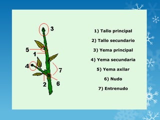 Partes de la planta por Jessica Quinchiguango | PPTX