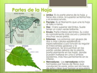 Partes de la planta por Jessica Quinchiguango | PPTX