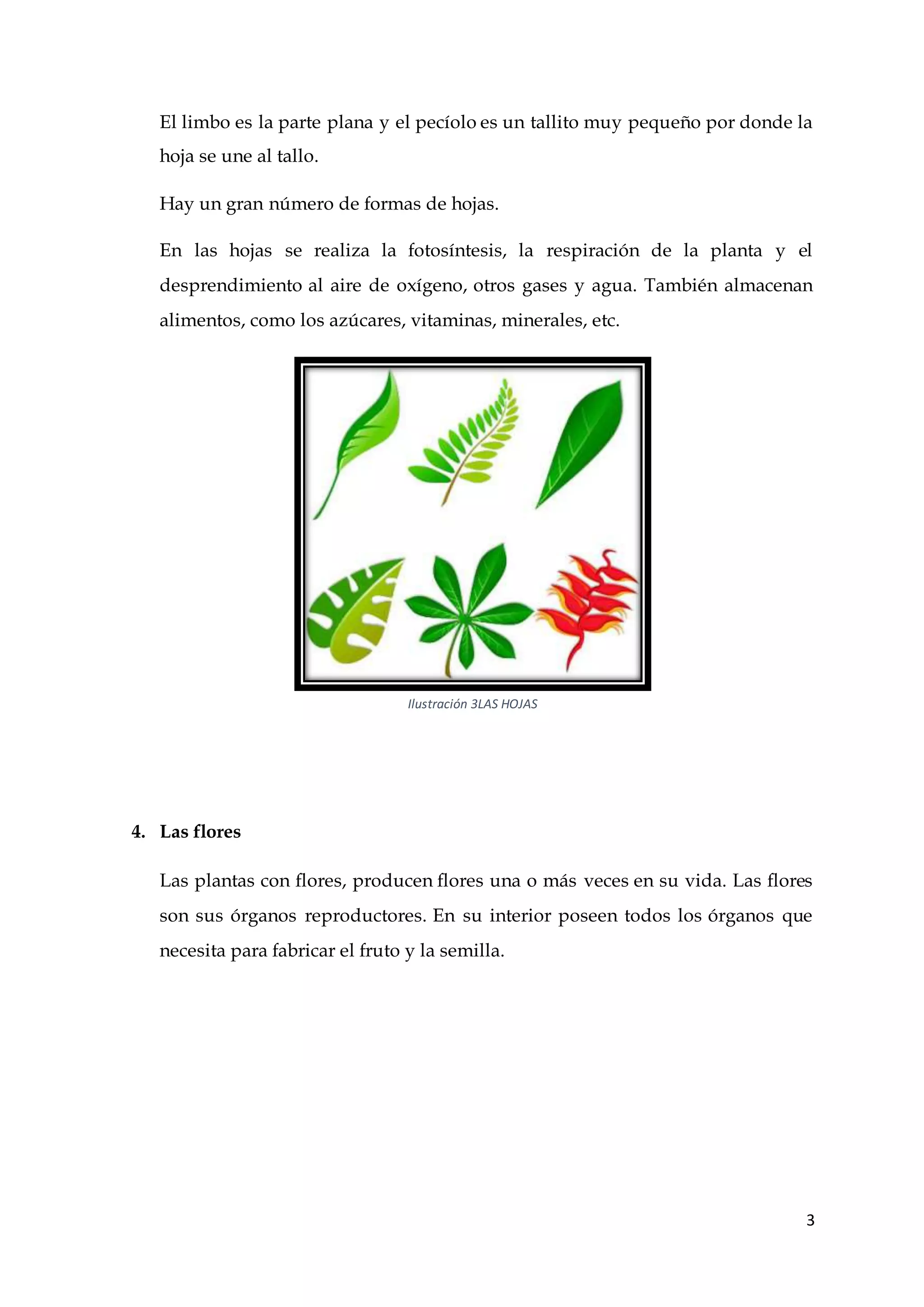 Partes de la planta | DOCX