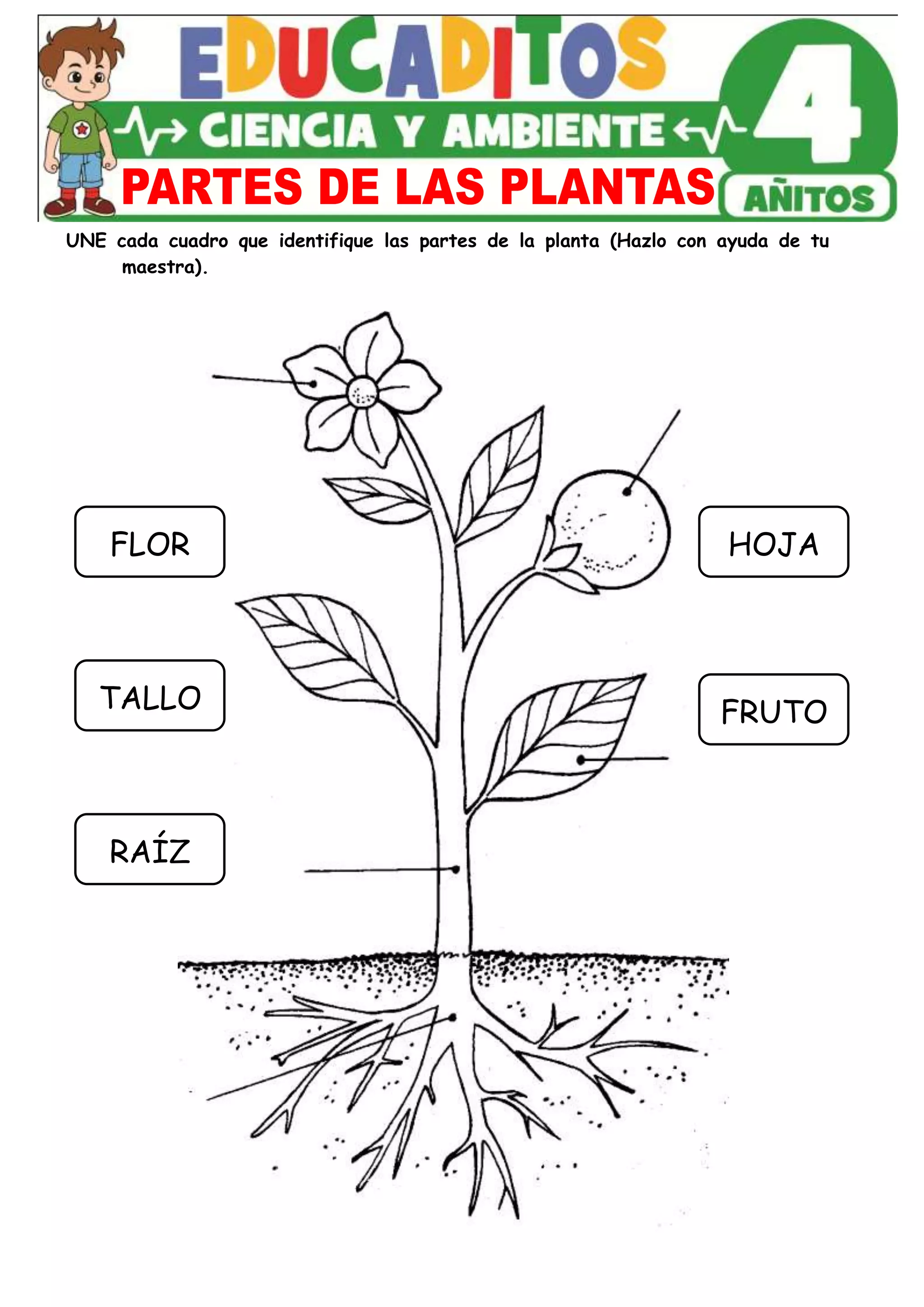 Identificar Partes De Una Planta