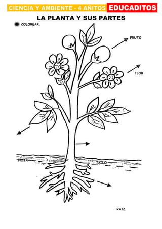 partes de la planta.pdf